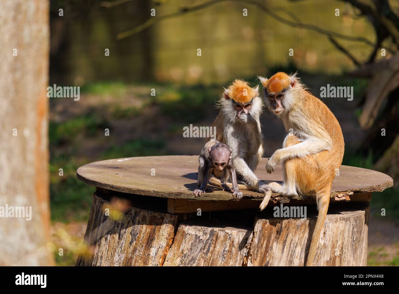 Hussar monkey illustration hi-res stock photography and images - Alamy