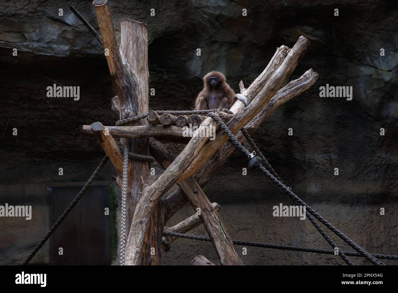 Female gibbon monkey standing hi-res stock photography and images - Alamy