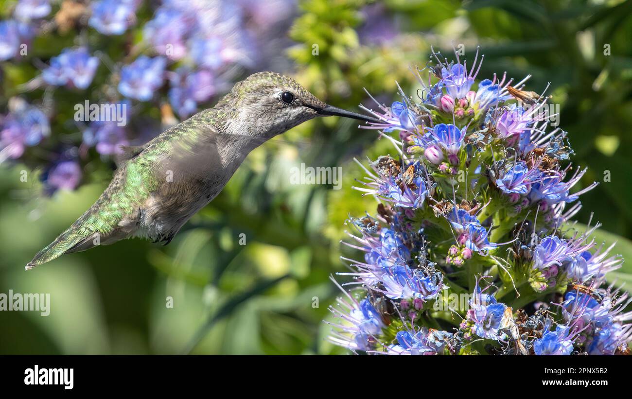 Female annas humming bird hi-res stock photography and images - Alamy