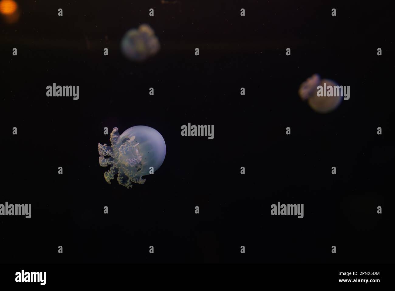 East coast jelly hi-res stock photography and images - Alamy