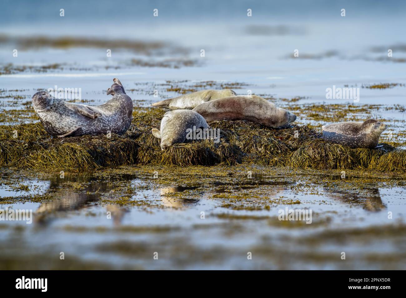 Colony of seals off Ytri Tunga Beach, Snæfellsnes Peninsula, West Coast ...