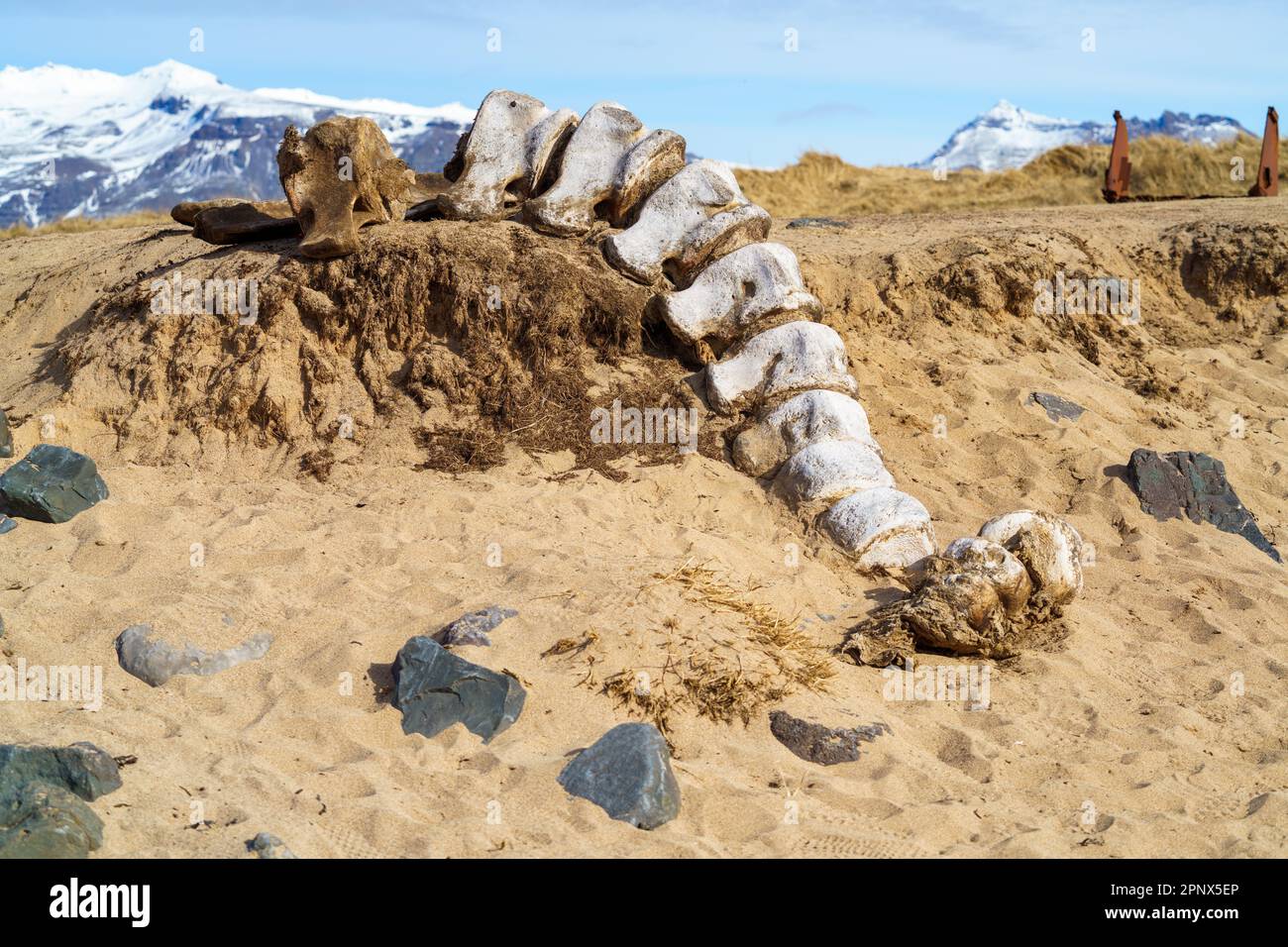 Whale vertebrae whale bone hi-res stock photography and images - Alamy