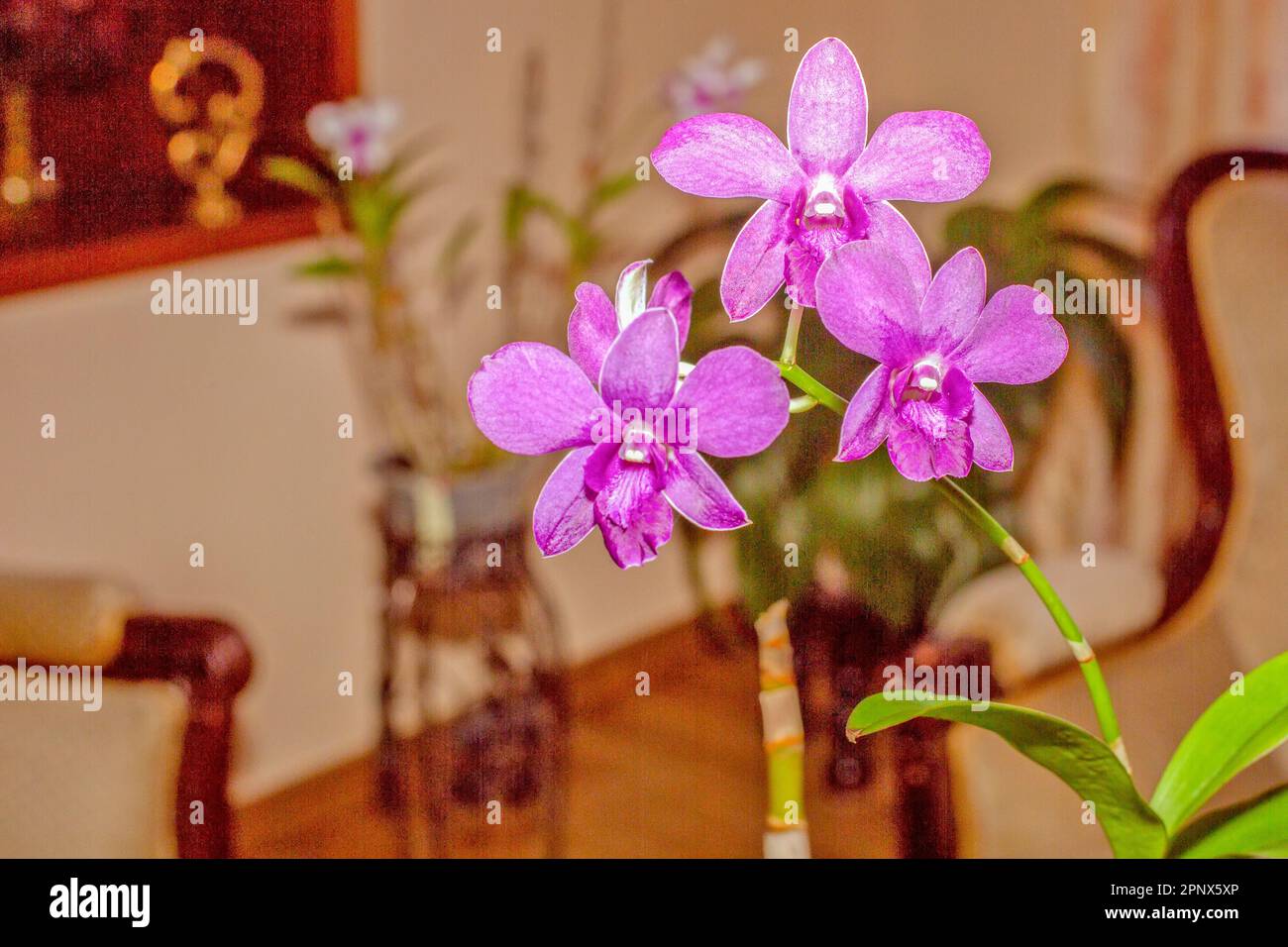indoor growing blooming colorful orchid Stock Photo - Alamy