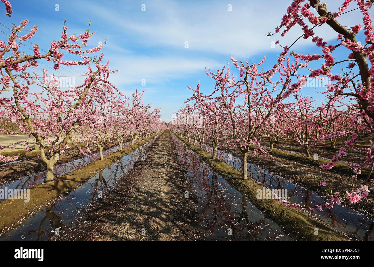 Peach tree rows - California Stock Photo - Alamy