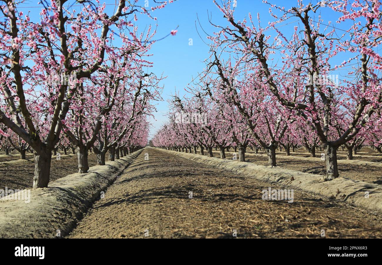Peach tree alley - California Stock Photo - Alamy