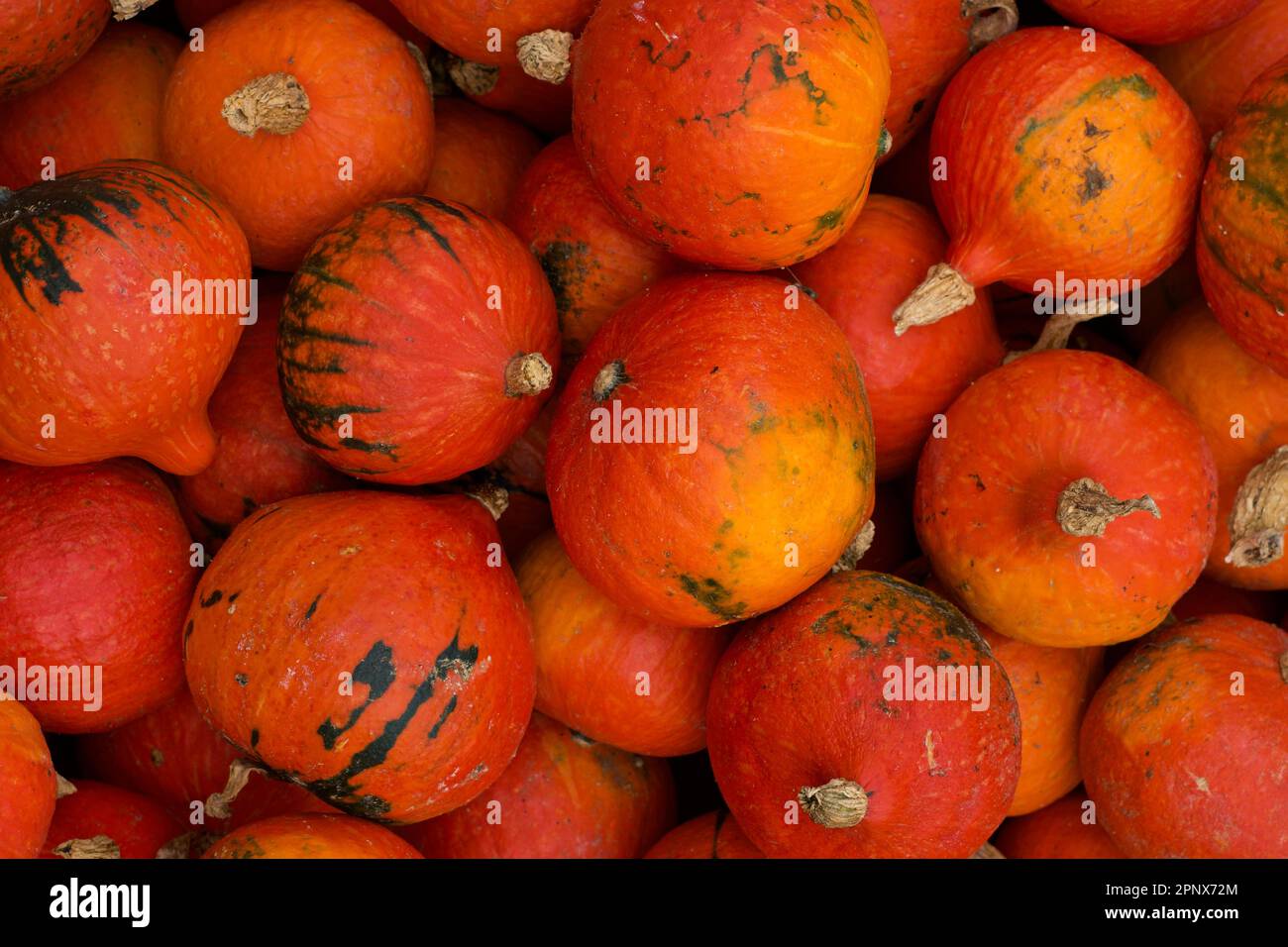 An array of bright and colorful pumpkins arranged in a pile Stock Photo ...