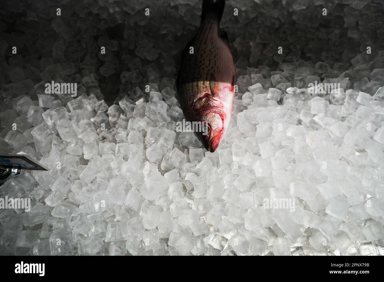 A single fish laid on a bed of ice cubes Stock Photo - Alamy