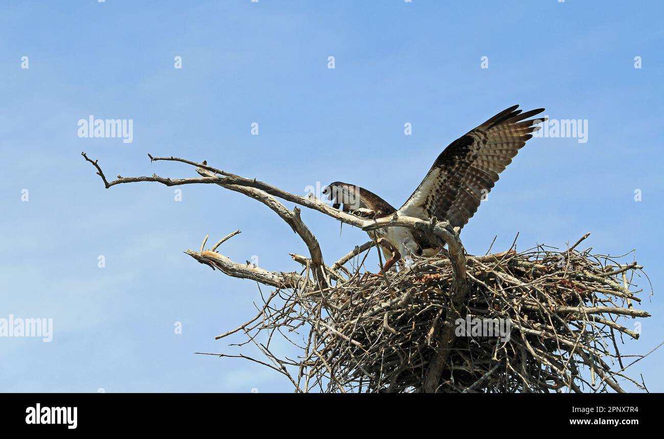 Tennessee reelfoot lake state park hi-res stock photography and images ...