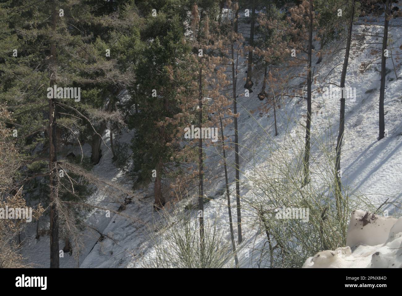 Angeles National forest covered in snow, mother nature's beauty and ...