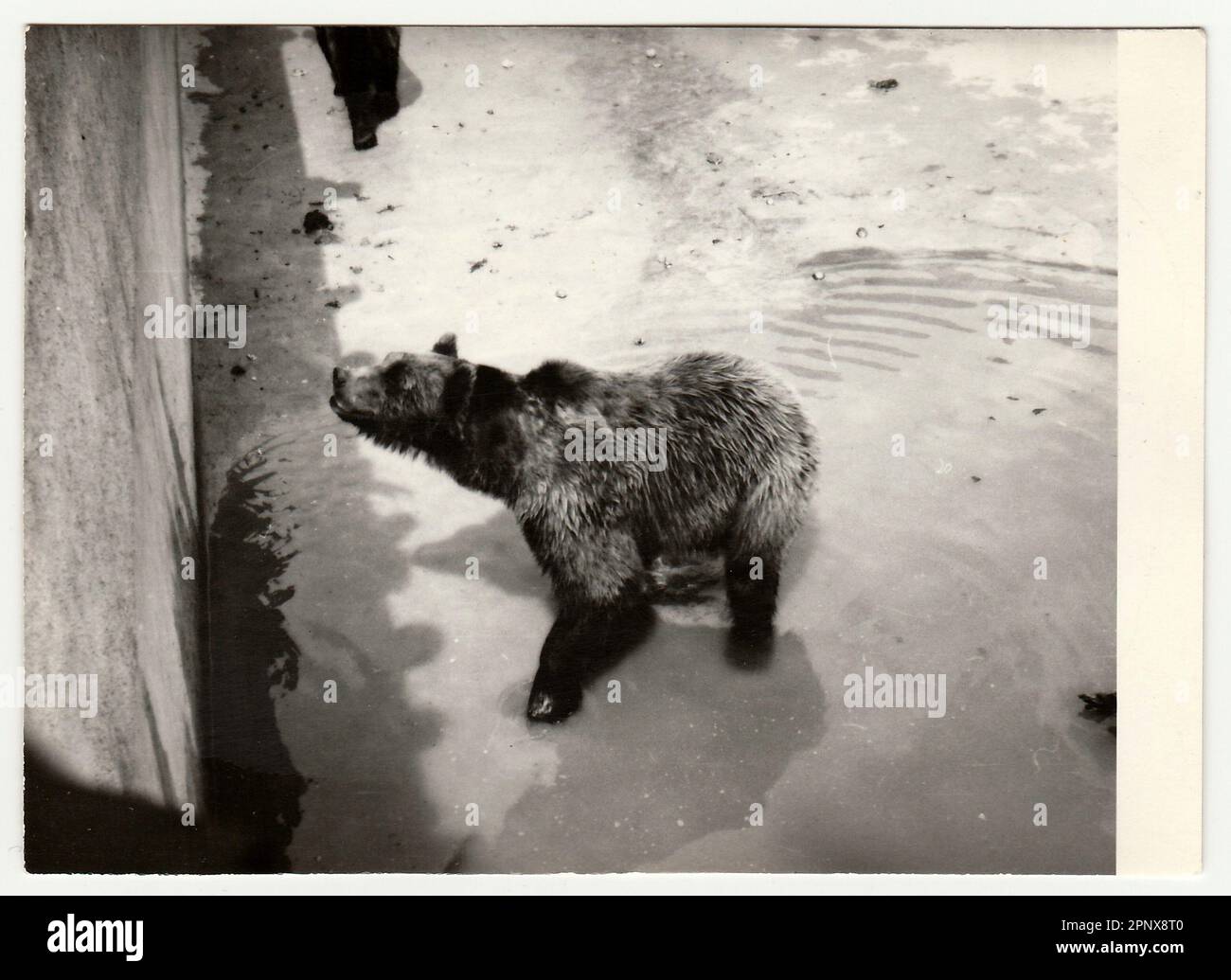 Pool the central park zoo hi-res stock photography and images - Alamy