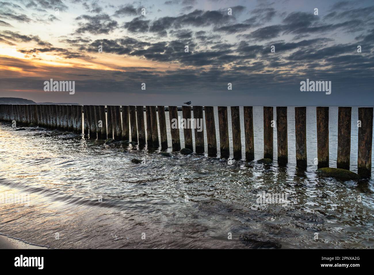 Wooden groynes on the beach of Baltic sea in Svetlogorsk at sunset ...