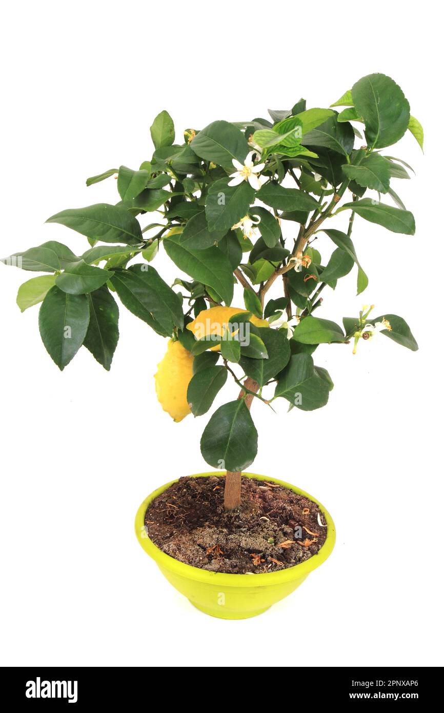 lemon tree isolated on the white background Stock Photo - Alamy
