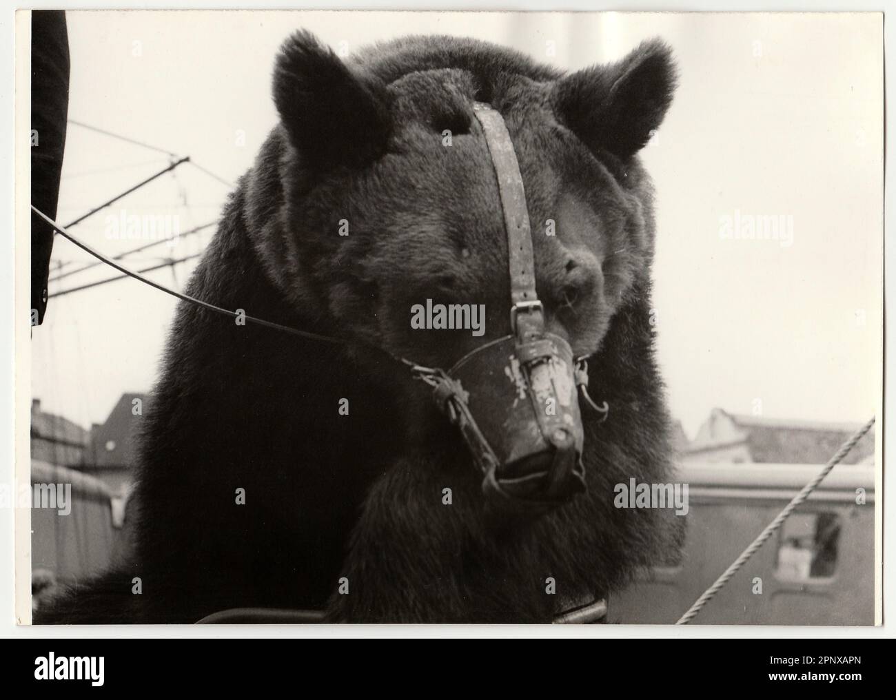 Vintage photo shows circus bear with muzzle Stock Photo - Alamy