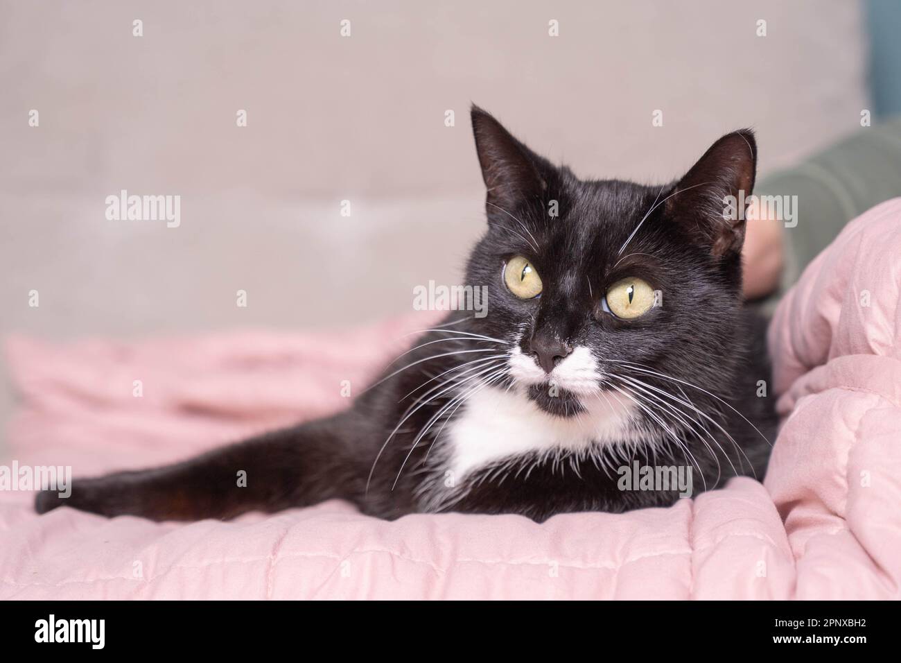 EDITORIAL USE ONLY Dali, owned by Rebecca Wilson and Ryan Benson from ...