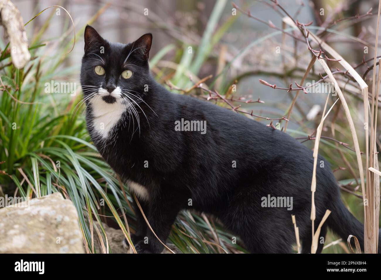 EDITORIAL USE ONLY Dali, owned by Rebecca Wilson and Ryan Benson from ...