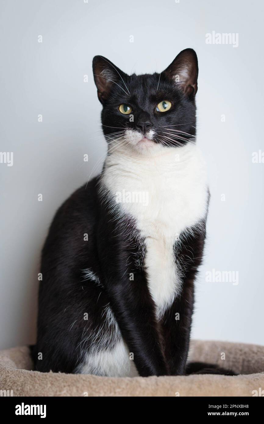 EDITORIAL USE ONLY Milo, owned by Sue Smith from Doncaster, is ...