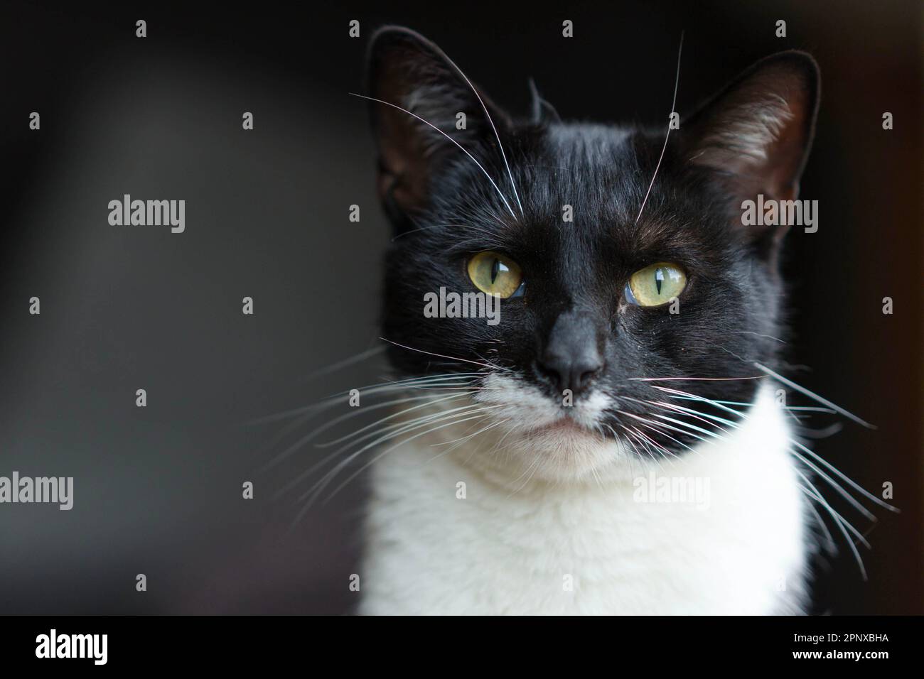 EDITORIAL USE ONLY Milo, owned by Sue Smith from Doncaster, is ...