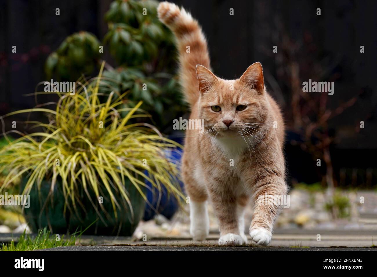 EDITORIAL USE ONLY Eric, owned by Paul Richardson and his partner Helen ...