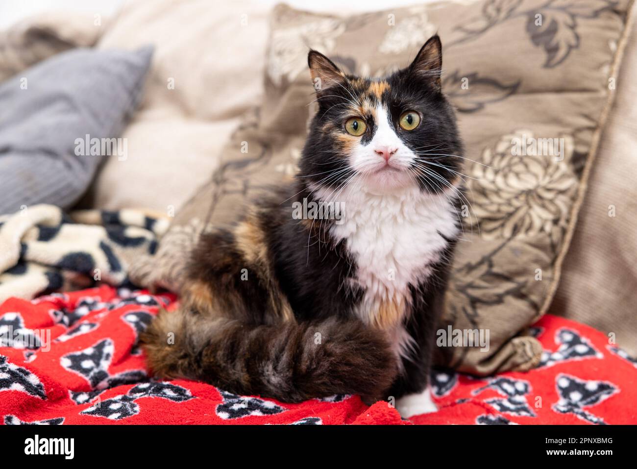 EDITORIAL USE ONLY Willow, owned by Amanda Jameson from Prescot, is ...