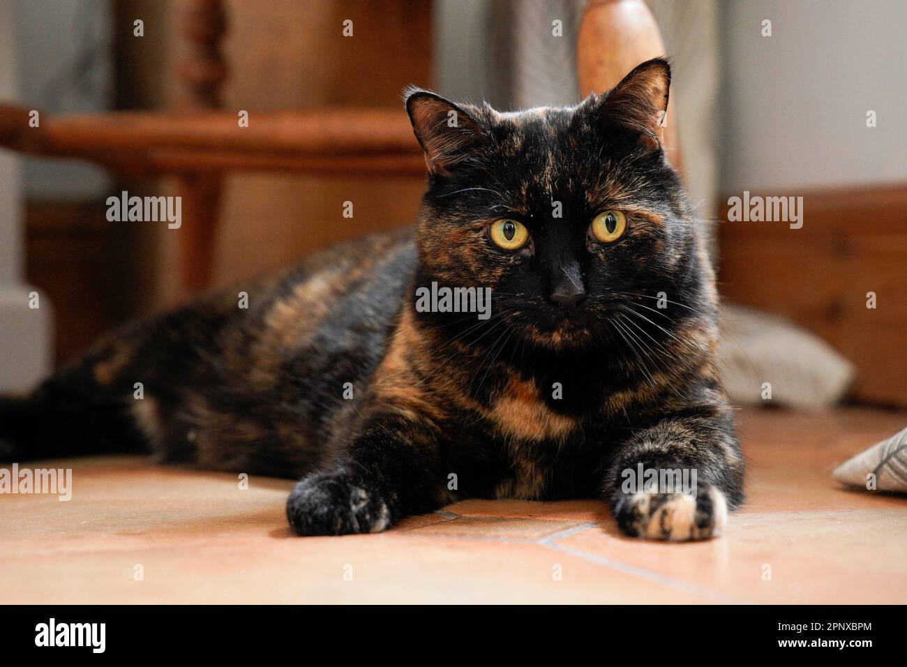 EDITORIAL USE ONLY Beau, owned by David Cryer from Carmarthen, Wales ...