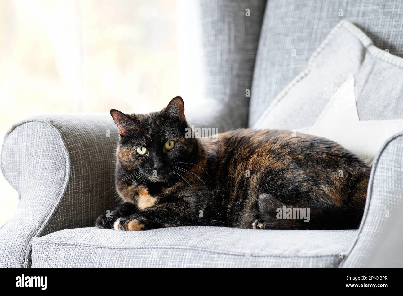 EDITORIAL USE ONLY Beau, owned by David Cryer from Carmarthen, Wales ...