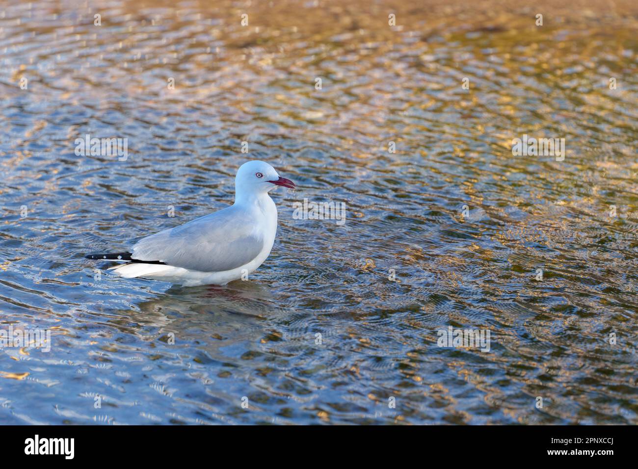 Standing Immature Silver Gull reflected in a shallow tidal pool Stock ...