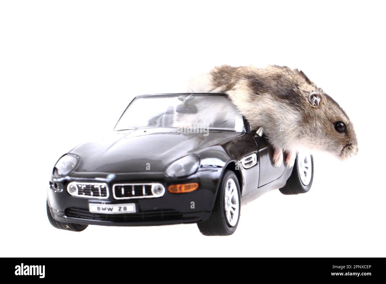 Car mouse Cut Out Stock Images & Pictures - Alamy