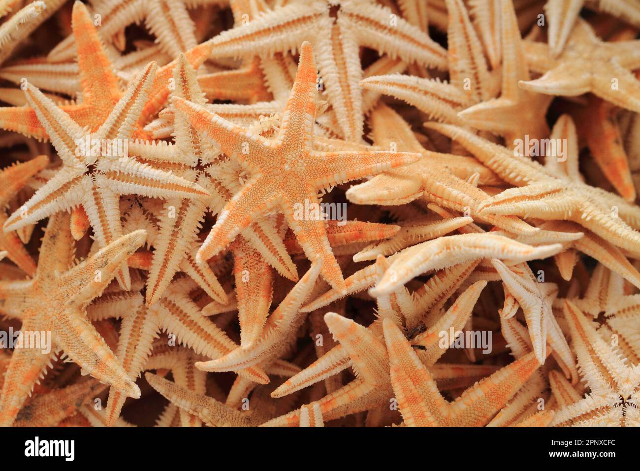 starfish (sea stars) as natural animal background Stock Photo - Alamy