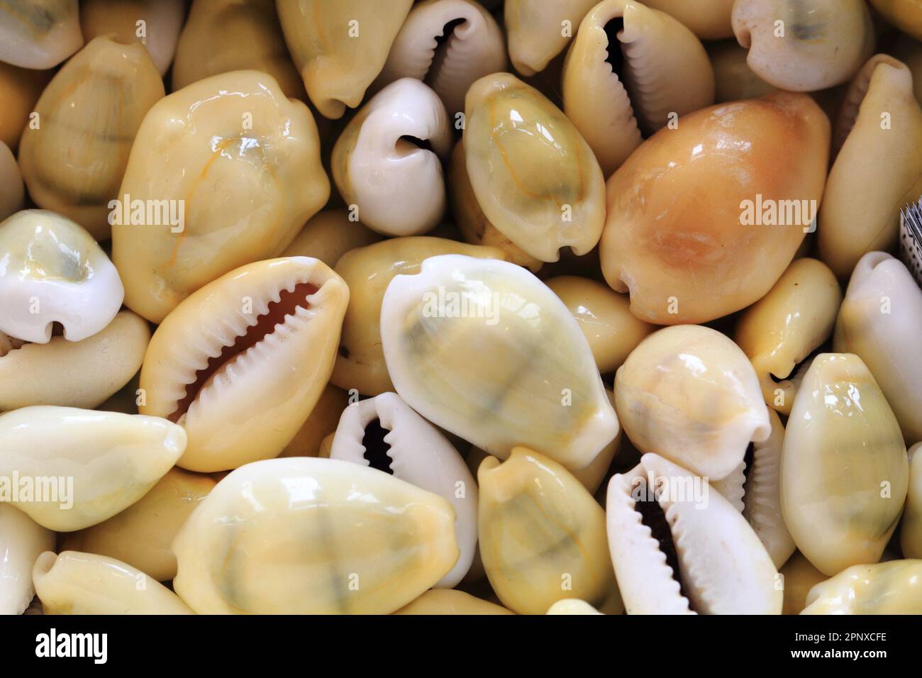 sea shells as very nice natural background Stock Photo - Alamy