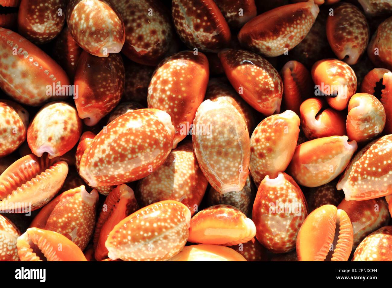 sea shells as very nice natural background Stock Photo - Alamy