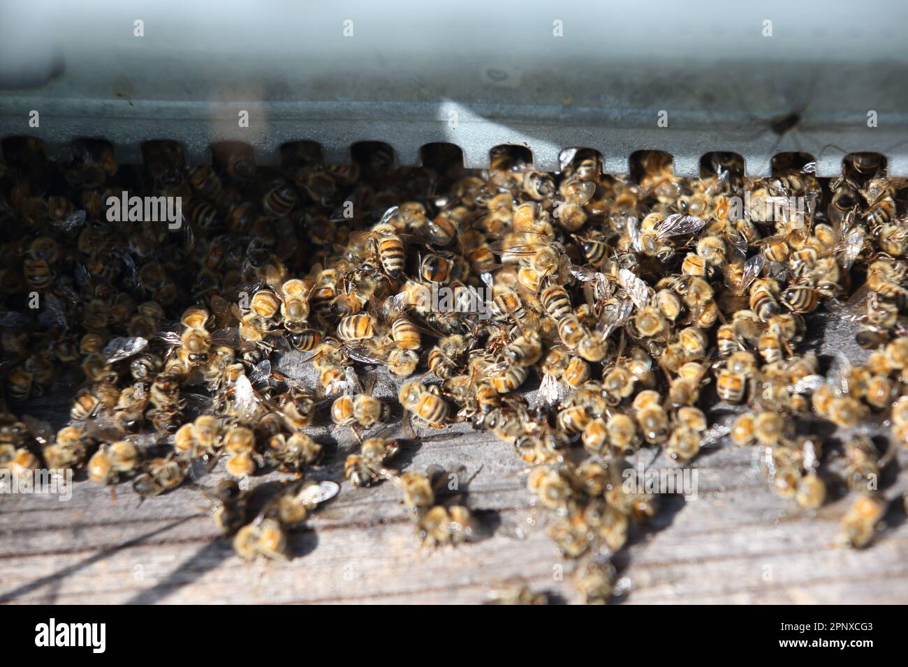 beekeeping and pollution, bee death Stock Photo - Alamy