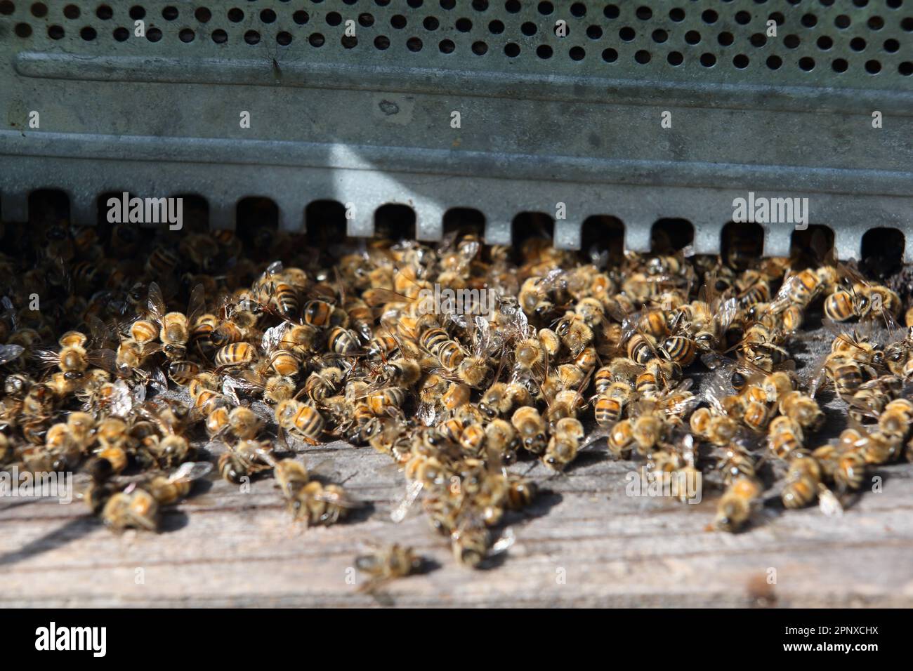 beekeeping and pollution, bee death Stock Photo - Alamy