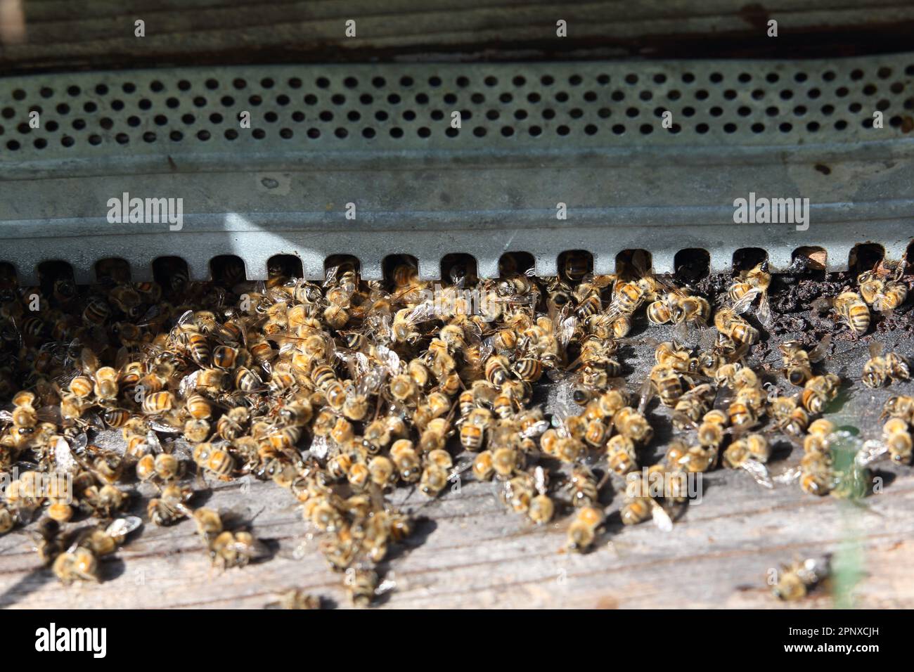 beekeeping and pollution, bee death Stock Photo - Alamy