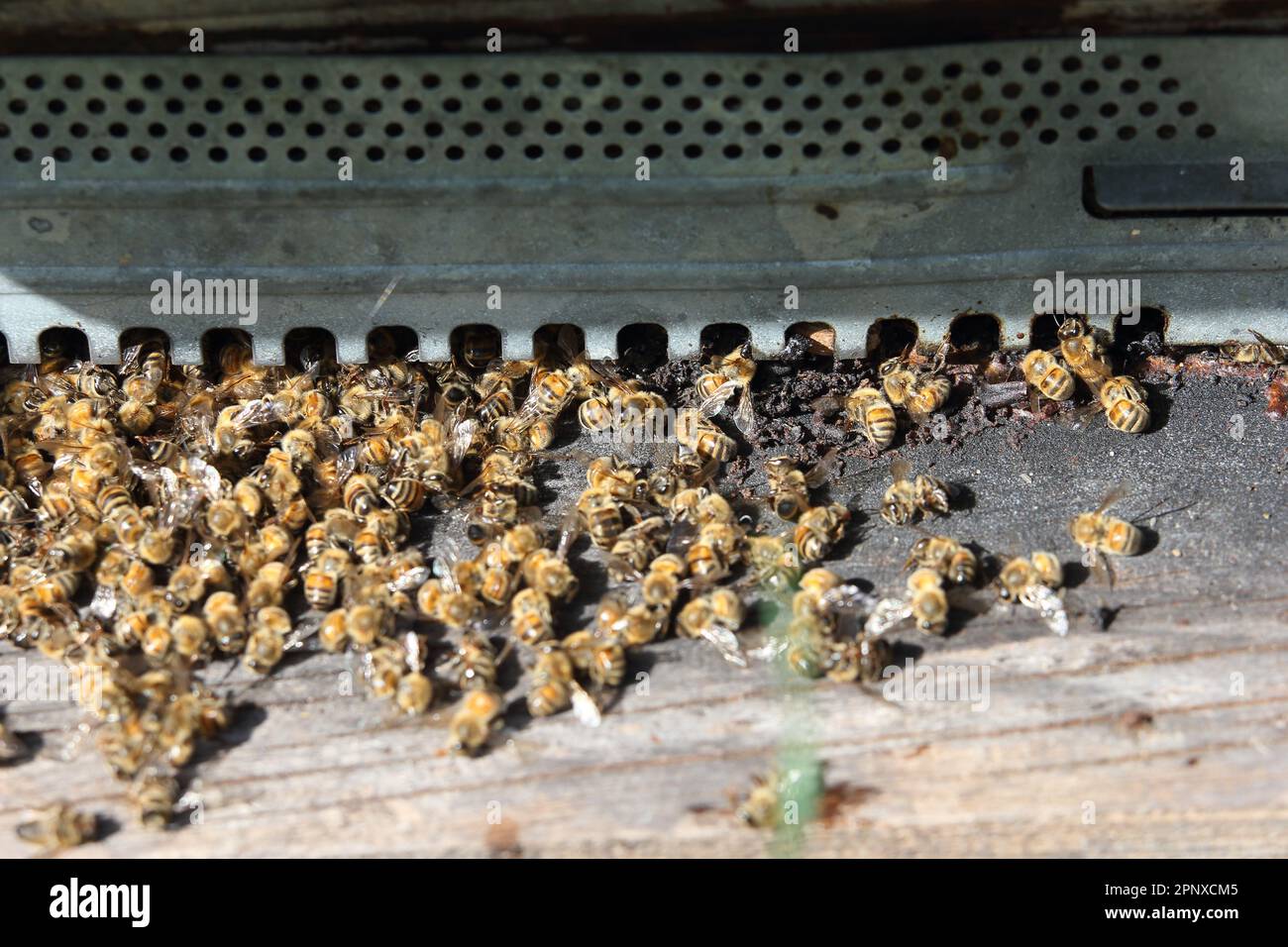 beekeeping and pollution, bee death Stock Photo - Alamy