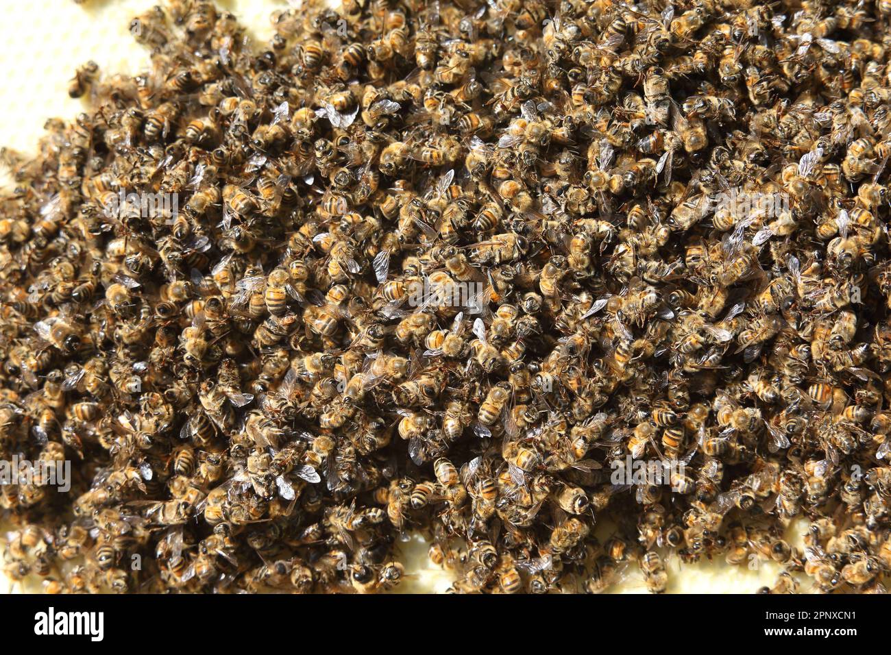 beekeeping and pollution, bee death Stock Photo - Alamy
