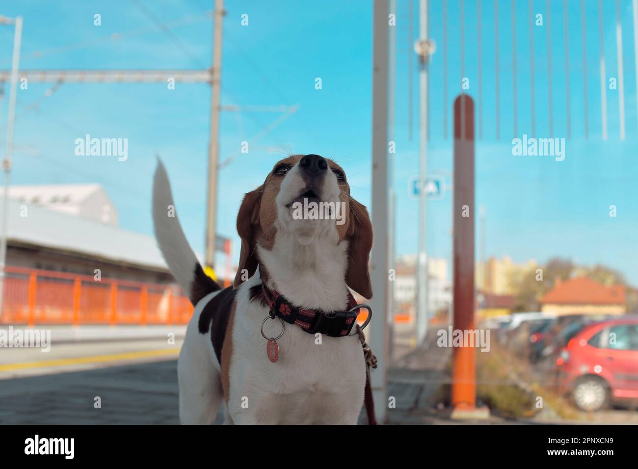 The beagle dog waits sadly at the station. The concept of loyalty ...