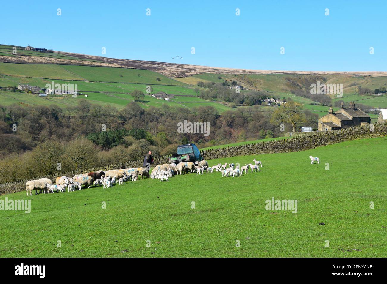 Sheep farming, Pennines, Yorkshire Stock Photo - Alamy