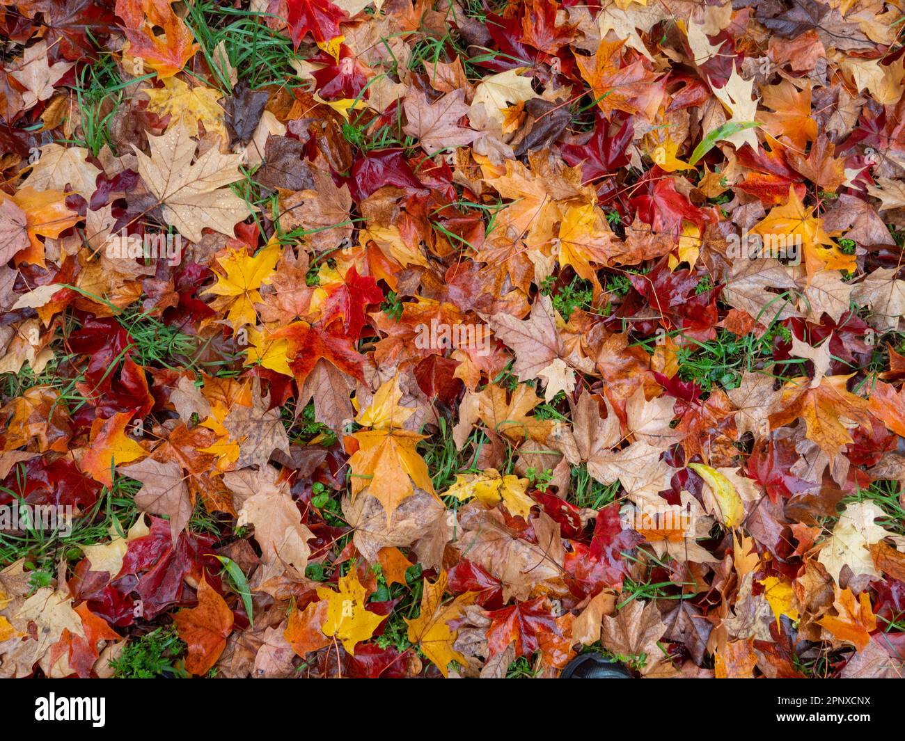A close up image of colourful Autumn Leaves than have fallen to the ...