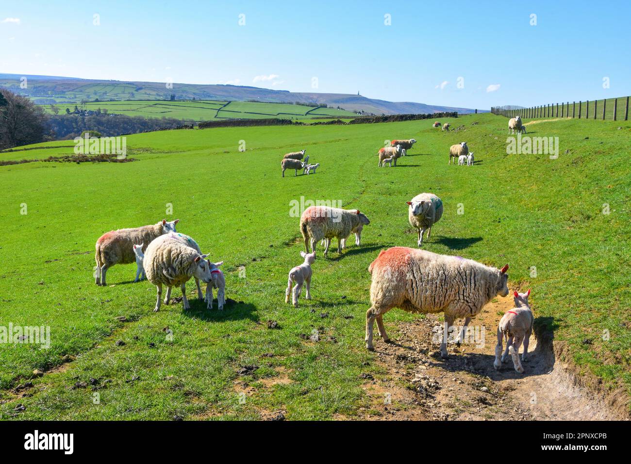 Sheep farming, Pennines, Yorkshire Stock Photo - Alamy