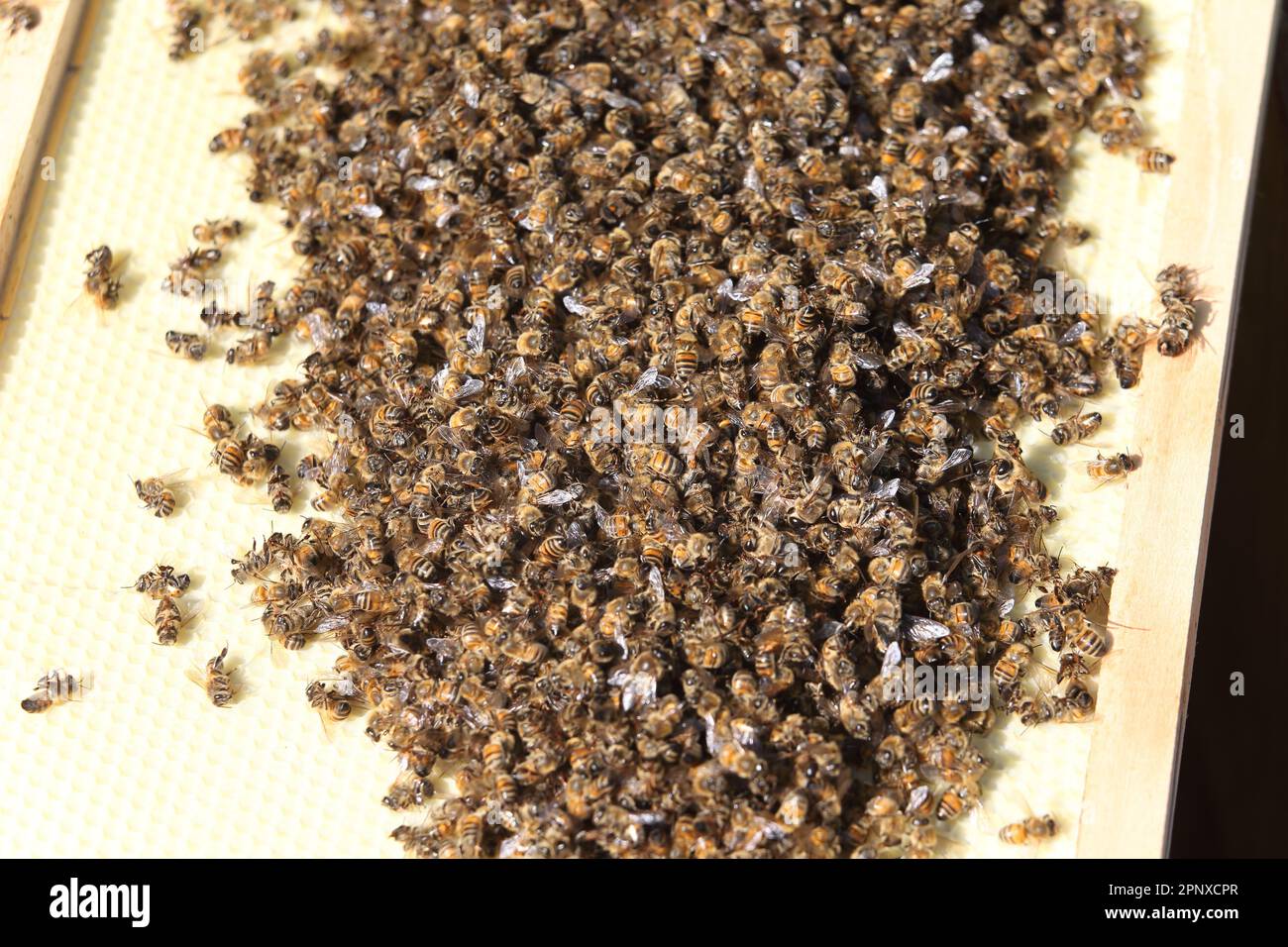 beekeeping and pollution, bee death Stock Photo - Alamy