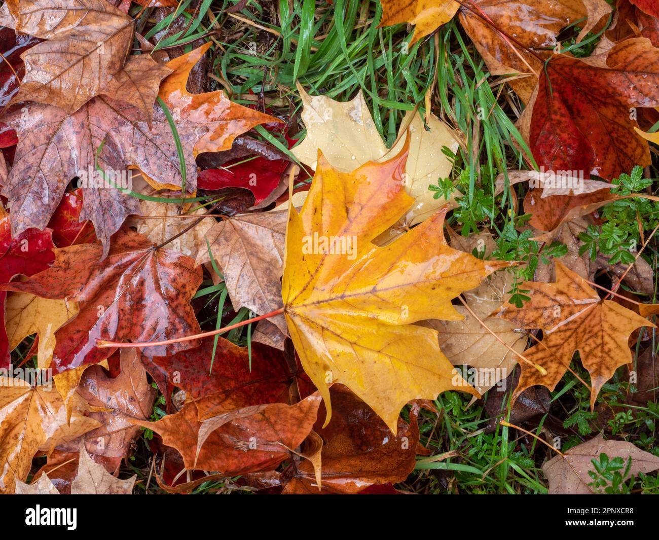 A close up image of colourful Autumn Leaves than have fallen to the ...