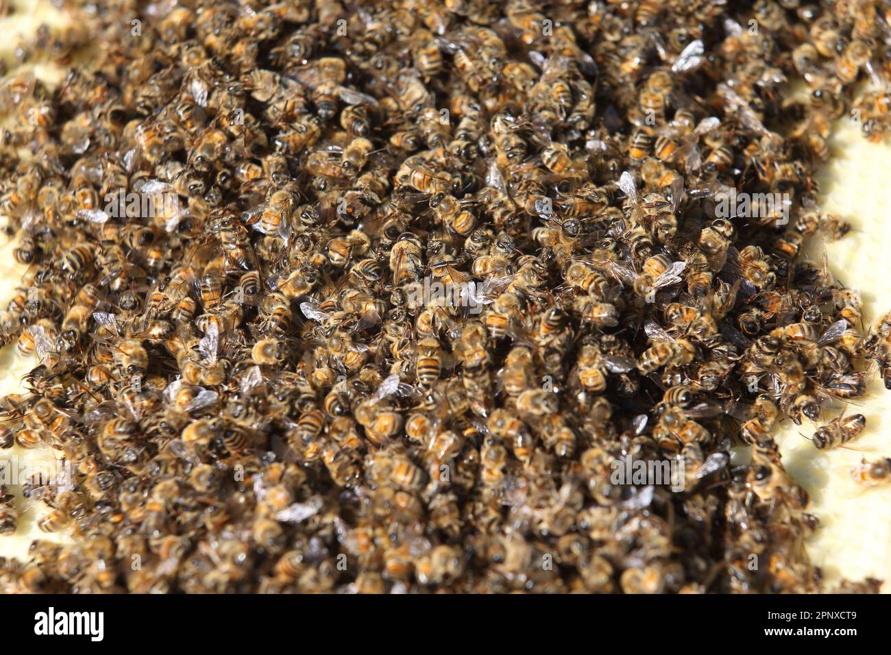 beekeeping and pollution, bee death Stock Photo - Alamy