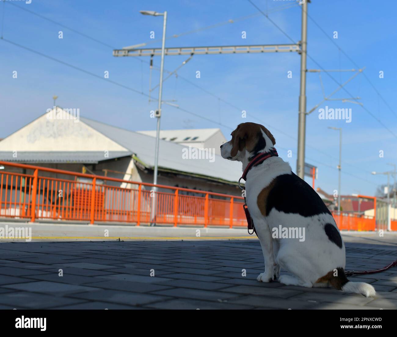 A dog waits for his owner at the train station. The concept of loyalty ...