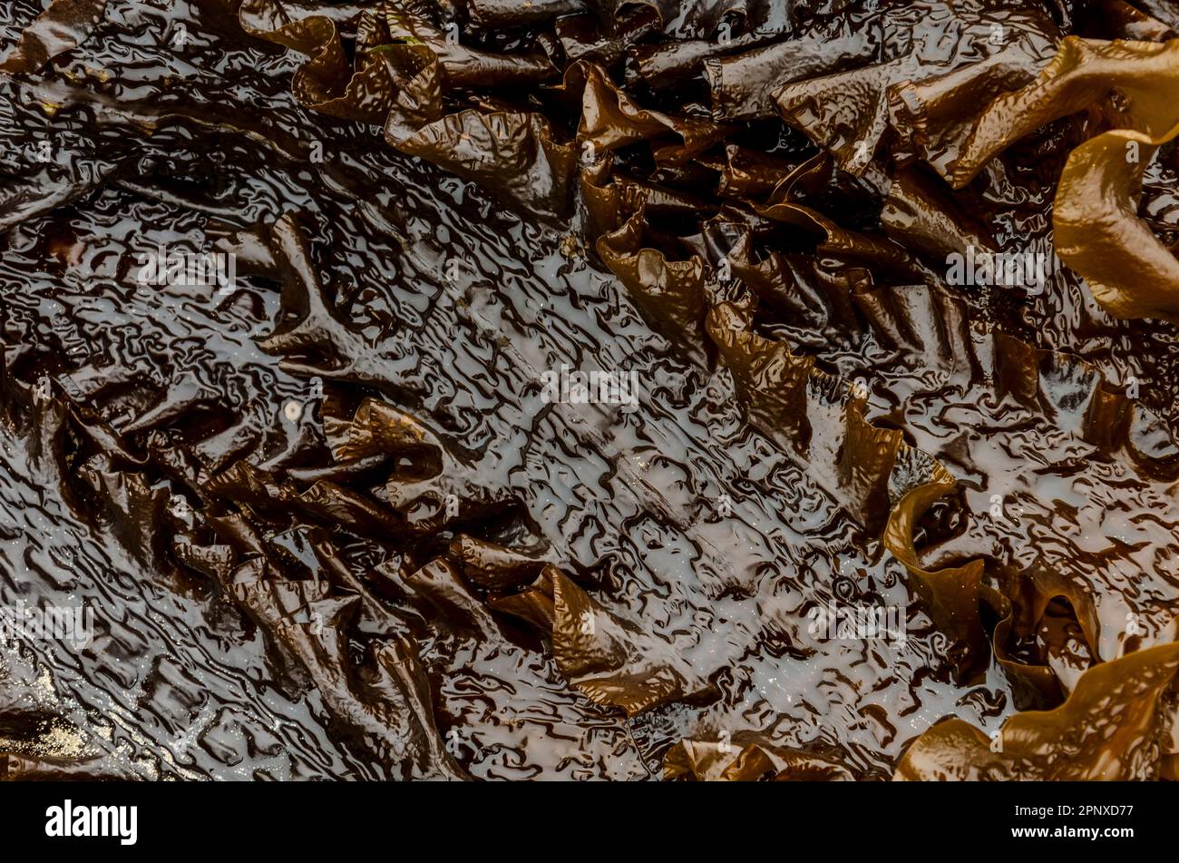 Sugar kelp or Saccharina latissima washed up on the beach at ...