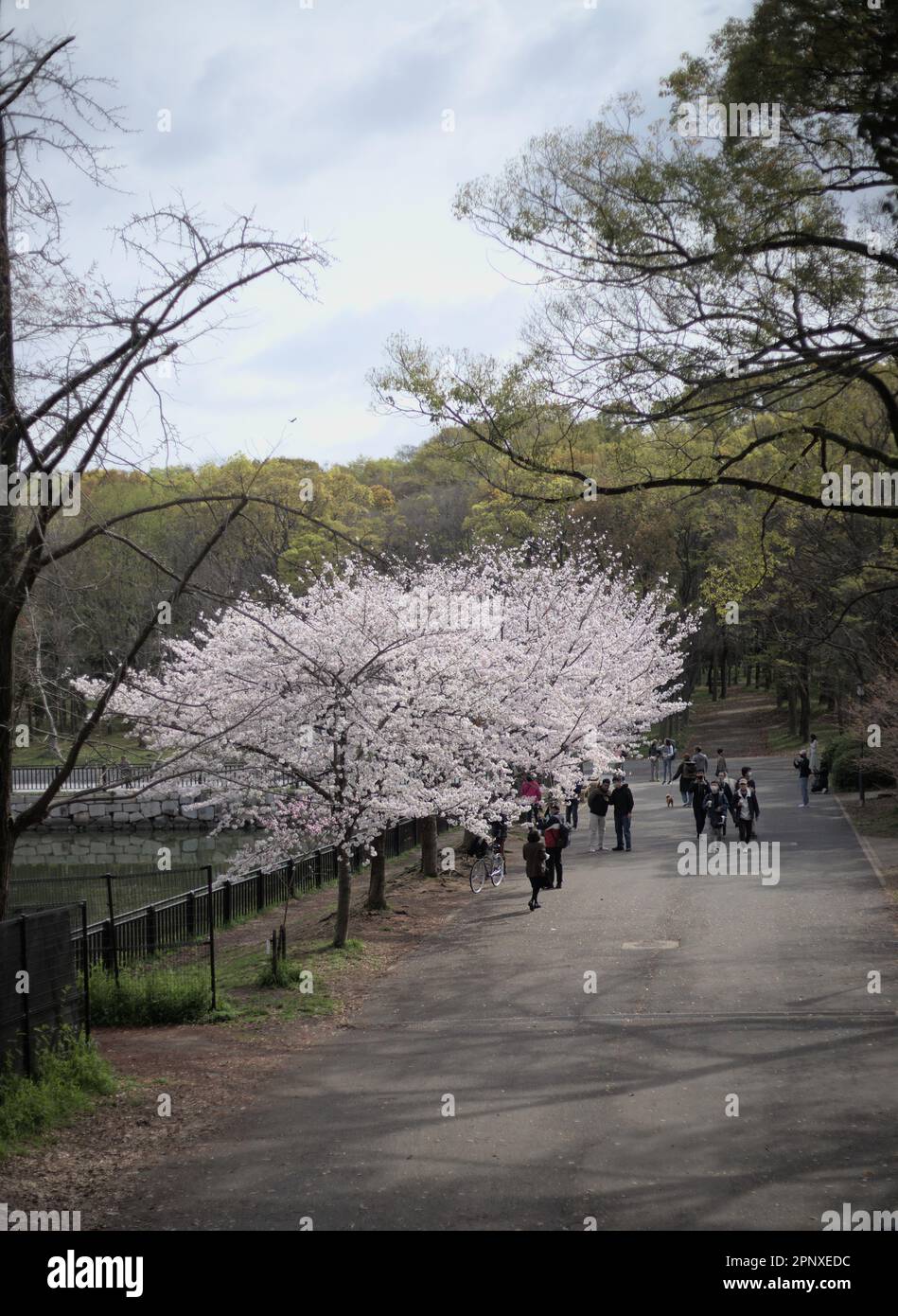 Pink cherry blossom flowers osaka hi-res stock photography and images ...