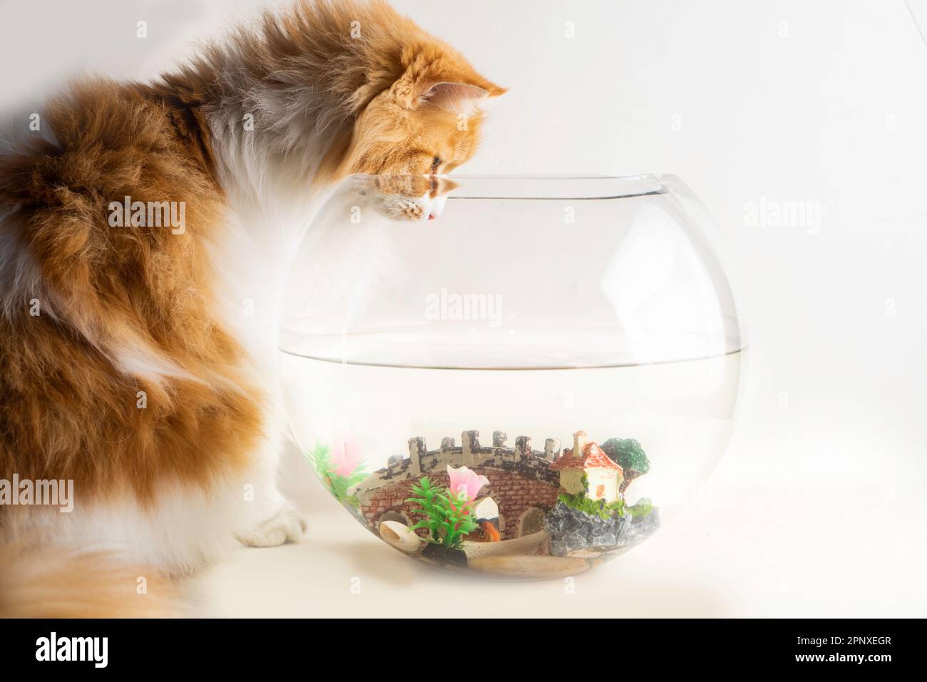 cat looking at fish bowl Stock Photo - Alamy