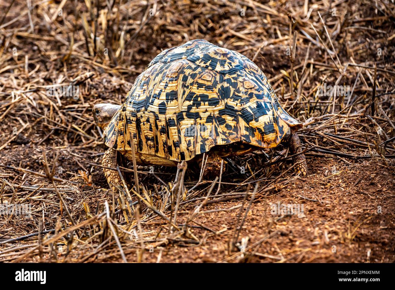 Leopard tortoise kenya hi-res stock photography and images - Alamy