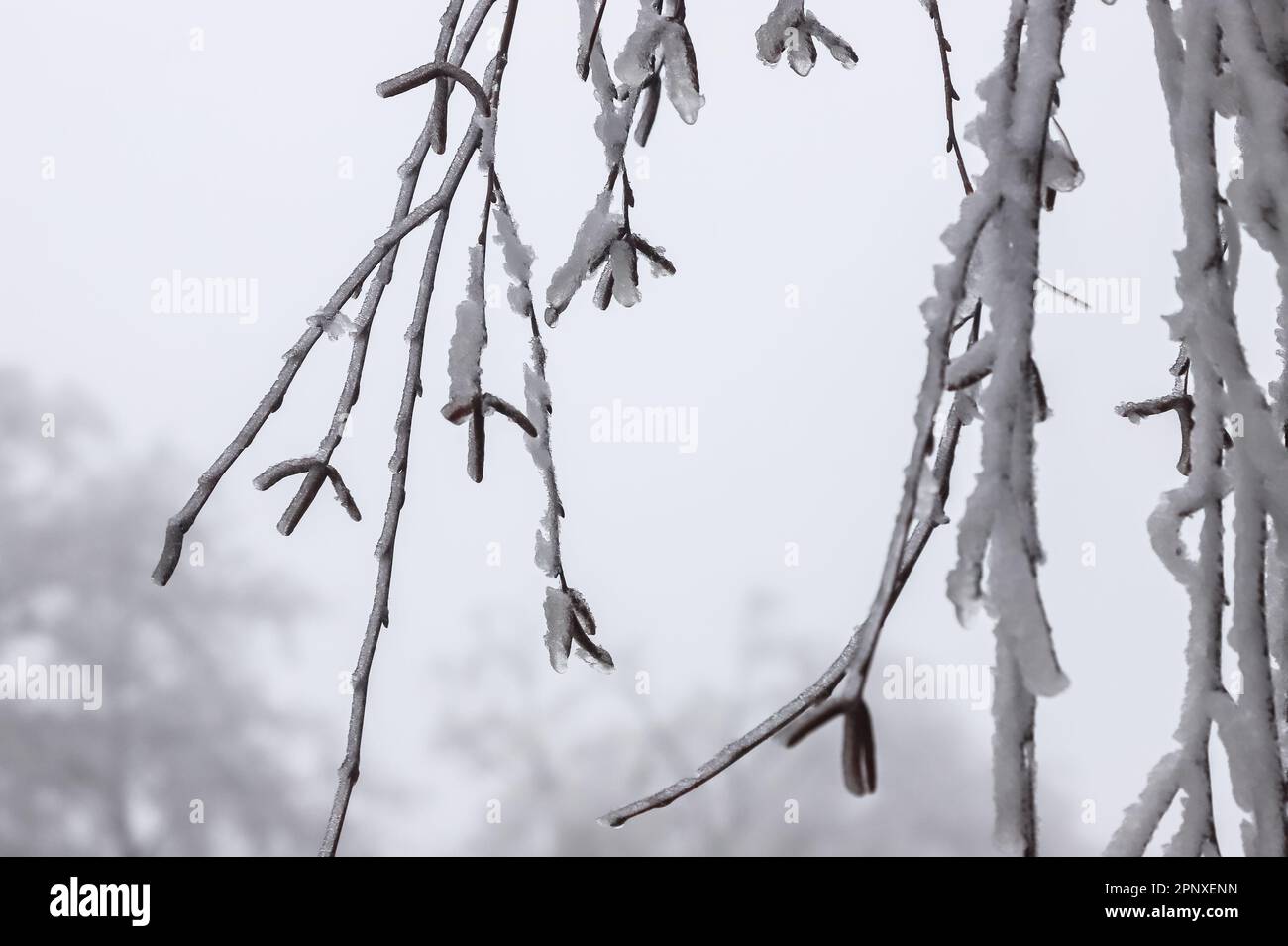 Branches covered with ice after freezing rain. Sparkling ice covered ...