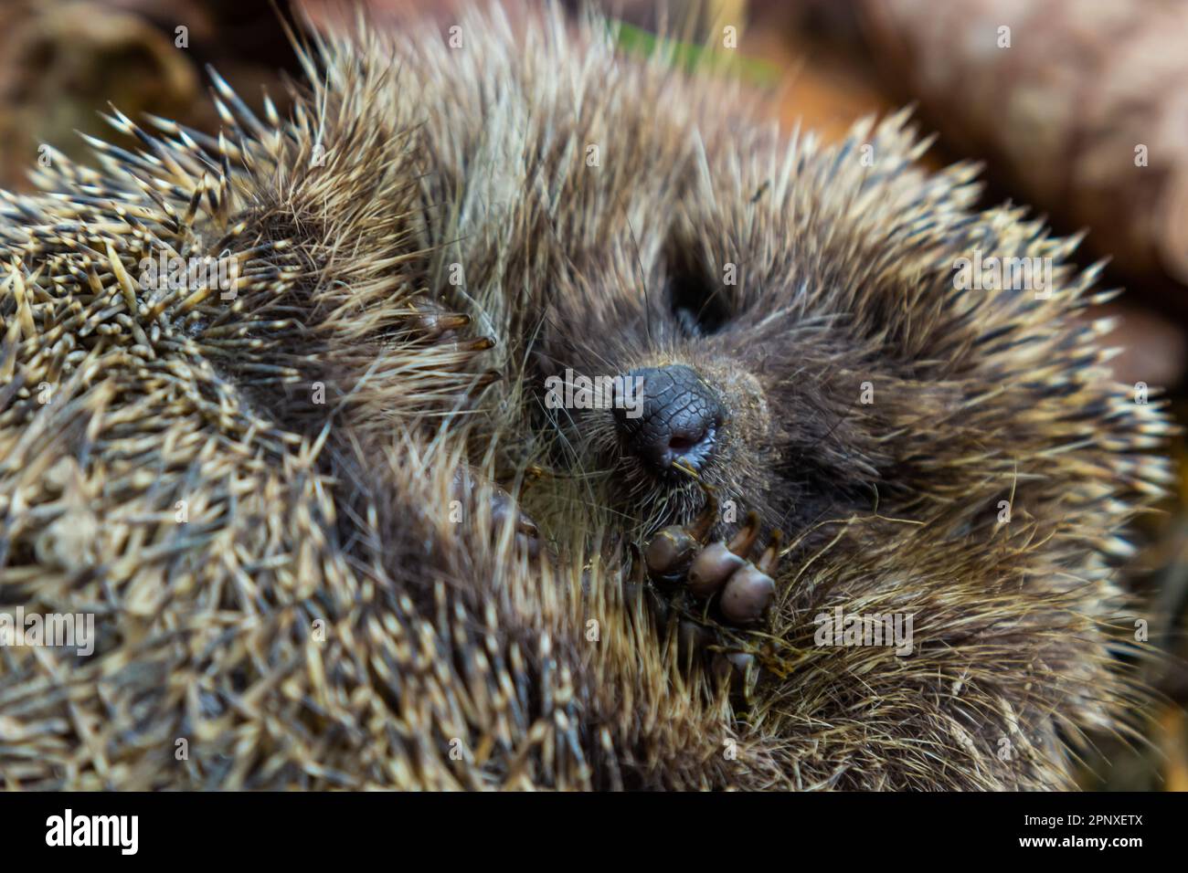 British hedgehog hi-res stock photography and images - Alamy
