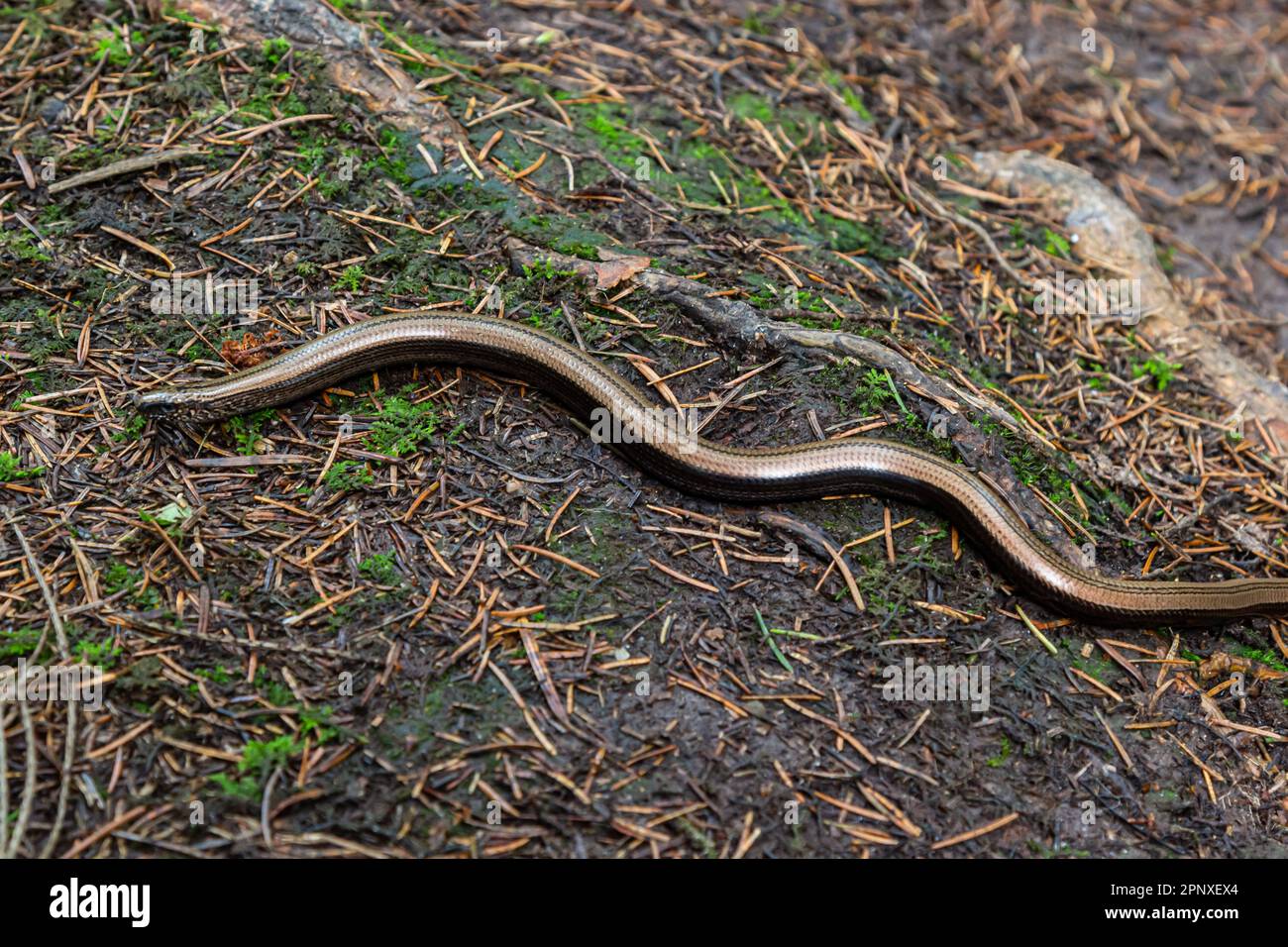 Limbless animal hi-res stock photography and images - Alamy